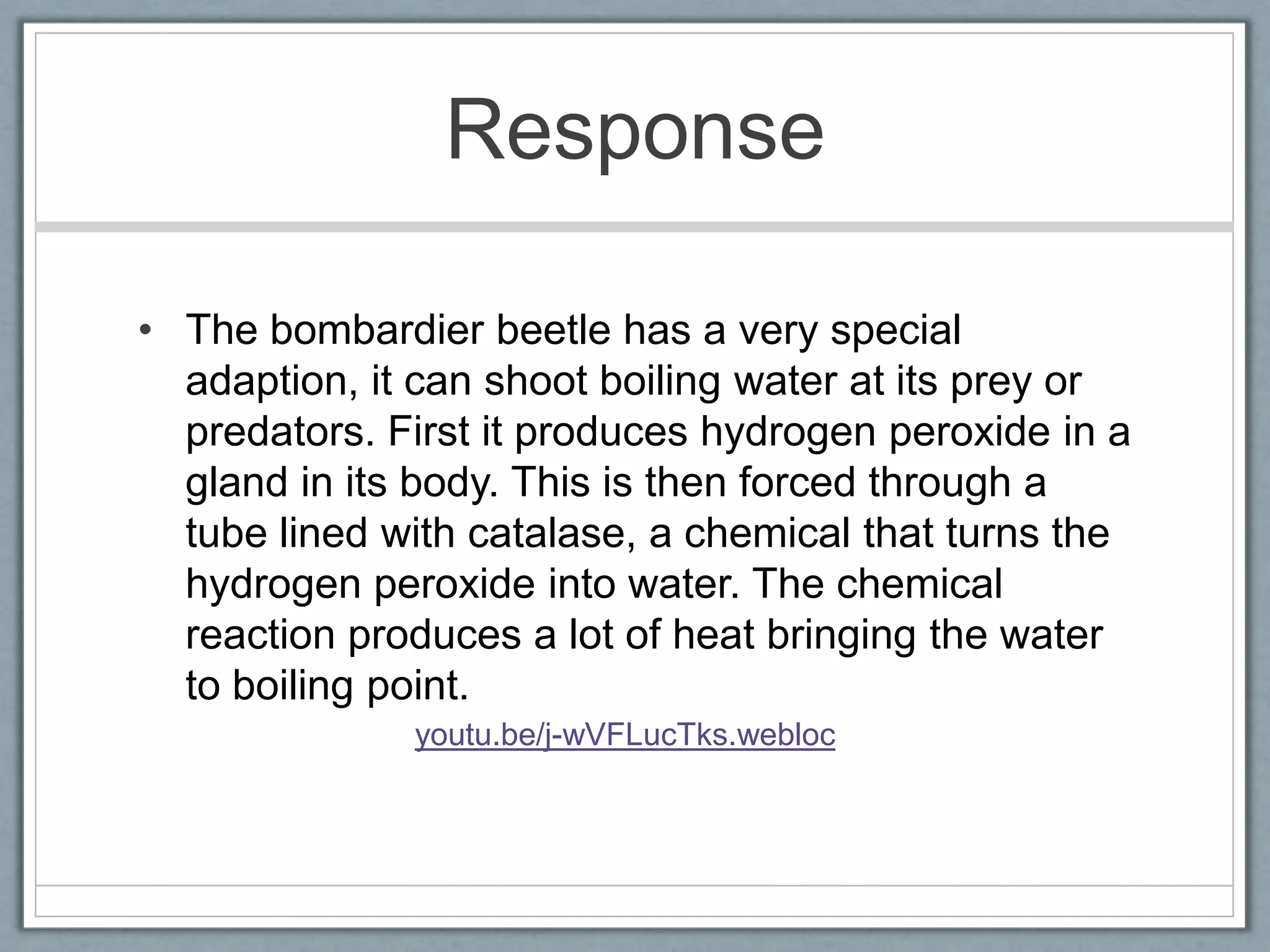 Bombardier Beetle | PPTX