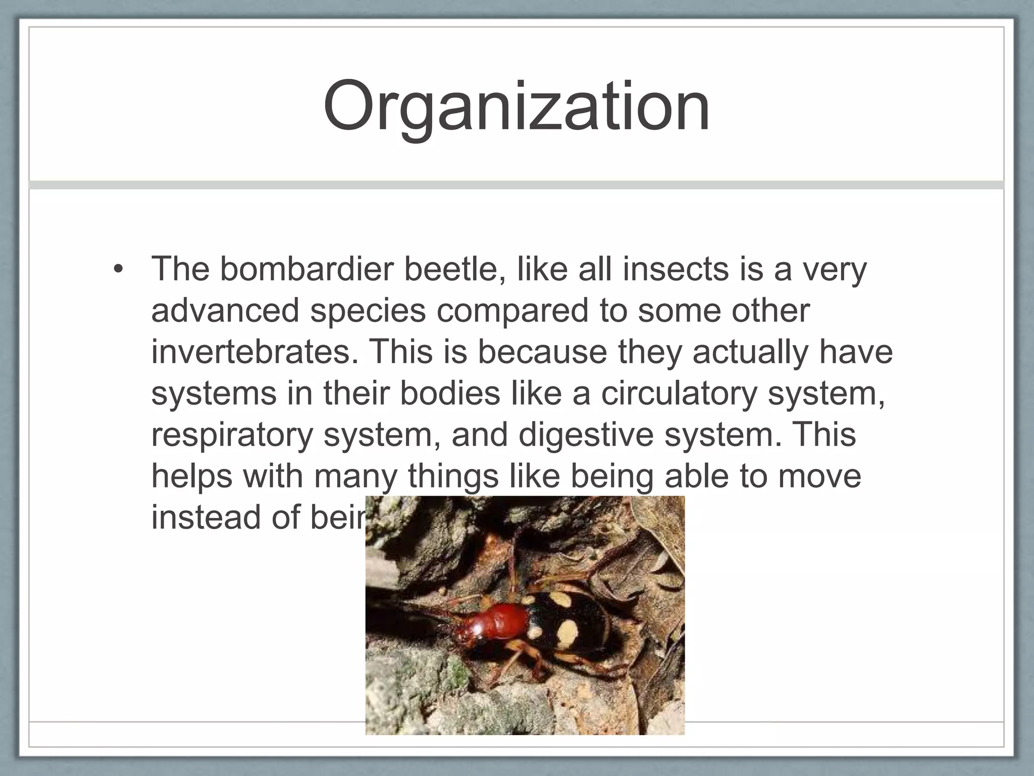 Bombardier Beetle | PPTX
