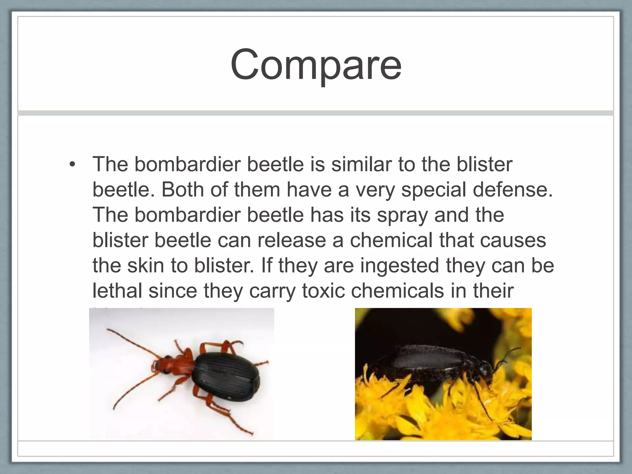 Bombardier Beetle | PPTX