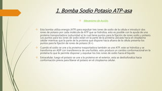 Bombas fisiológicas | PPTX