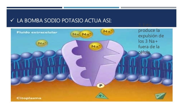 Bomba Sodio Potasio