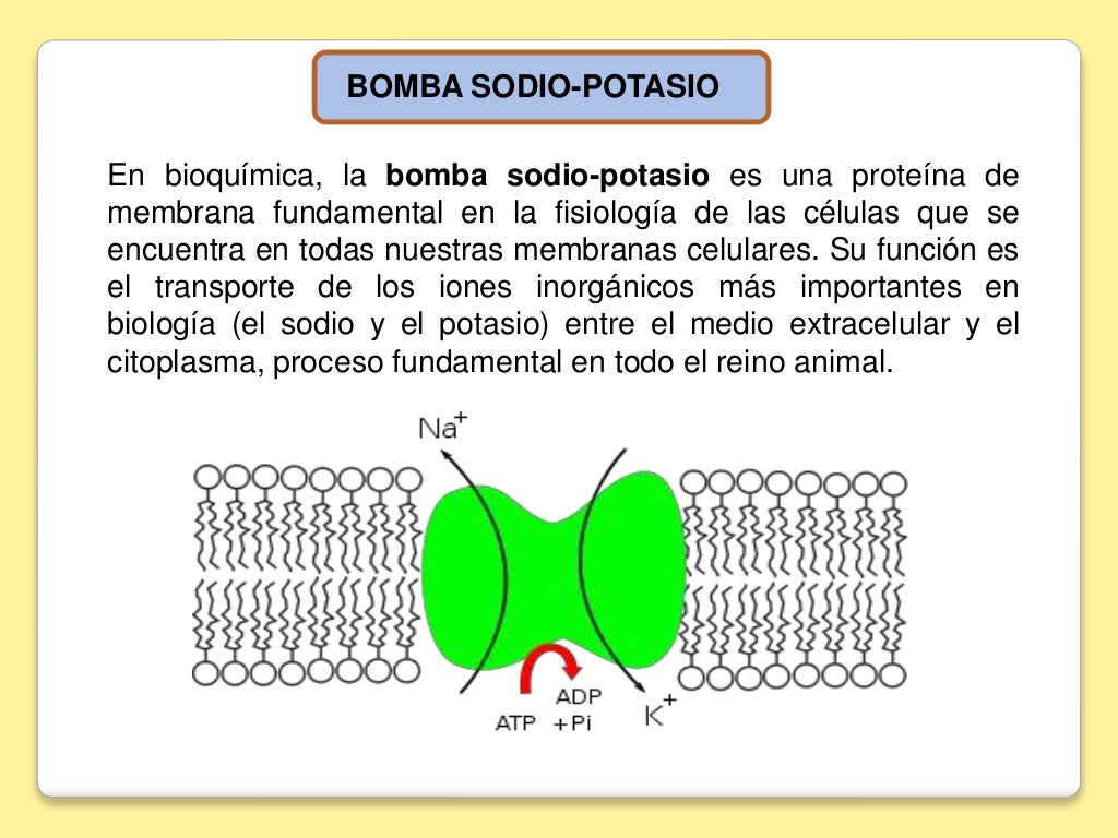Bomba Sodio Ypotasio El La Fisiologia Con Respecto A La Acuacultura