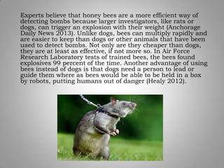 Bomb sniffing bees slideshow | PPSX