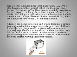 Bomb sniffing bees slideshow | PPSX