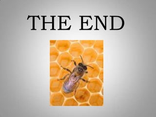 Bomb sniffing bees slideshow | PPSX