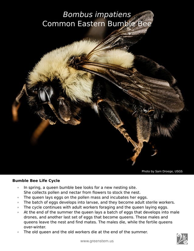 Bombus impatiens Common Eastern Bumble Bee by Mary Van Dyke | PDF