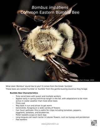Bombus impatiens Common Eastern Bumble Bee by Mary Van Dyke | PDF