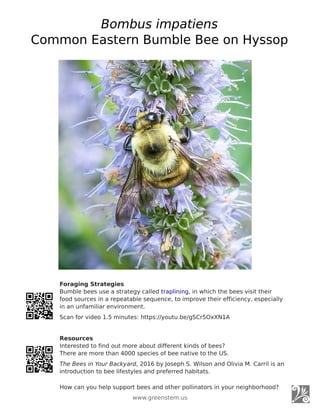 Bombus impatiens Common Eastern Bumble Bee by Mary Van Dyke | PDF