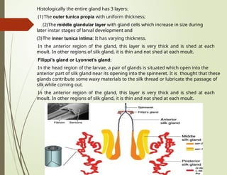 Bombyx mori: Life Cycle, Voltinism, Morphology, Silk Gland and Rearing ...