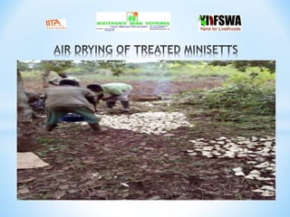 SAVE’s YIIFSWA INTERVENTIONS IN FARMER LEVEL SEED YAM MULTIPLICATION ...