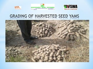 SAVE’s YIIFSWA INTERVENTIONS IN FARMER LEVEL SEED YAM MULTIPLICATION ...