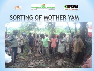 SAVE’s YIIFSWA INTERVENTIONS IN FARMER LEVEL SEED YAM MULTIPLICATION ...