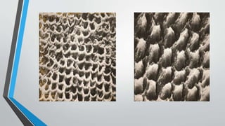 Presentation on Bonding Of Resin Based Materials | PPTX