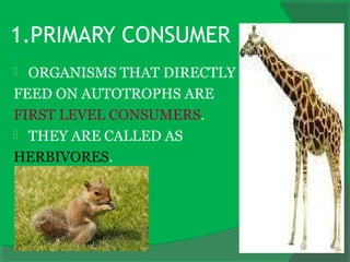 Bonding with ecosystems | PPT