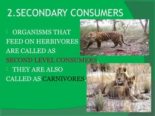 Bonding with ecosystems | PPT