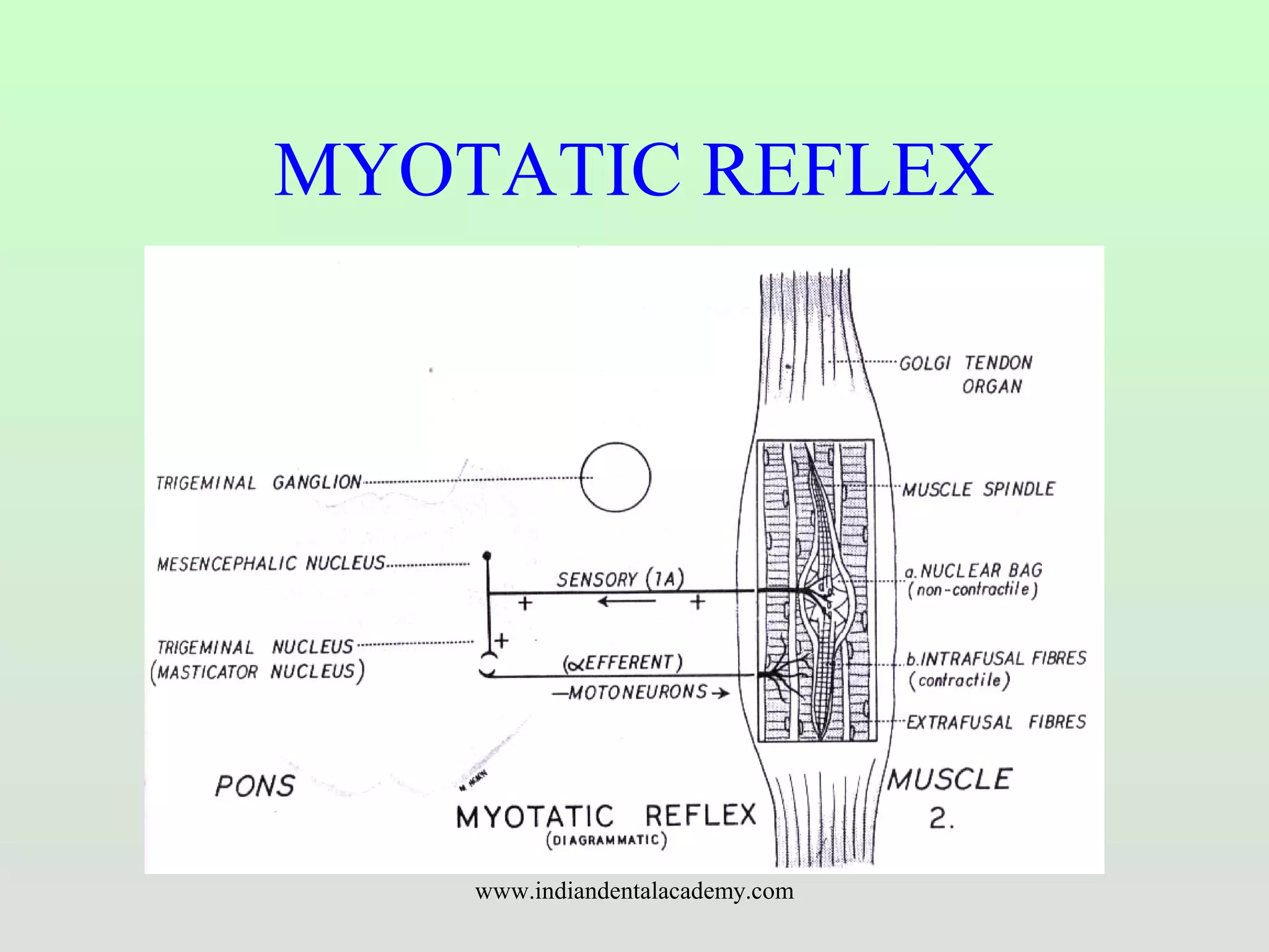 PRINCIPLES OF FUNCTIONAL APPLIANCES | PPT