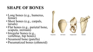 Bone-1.ppt