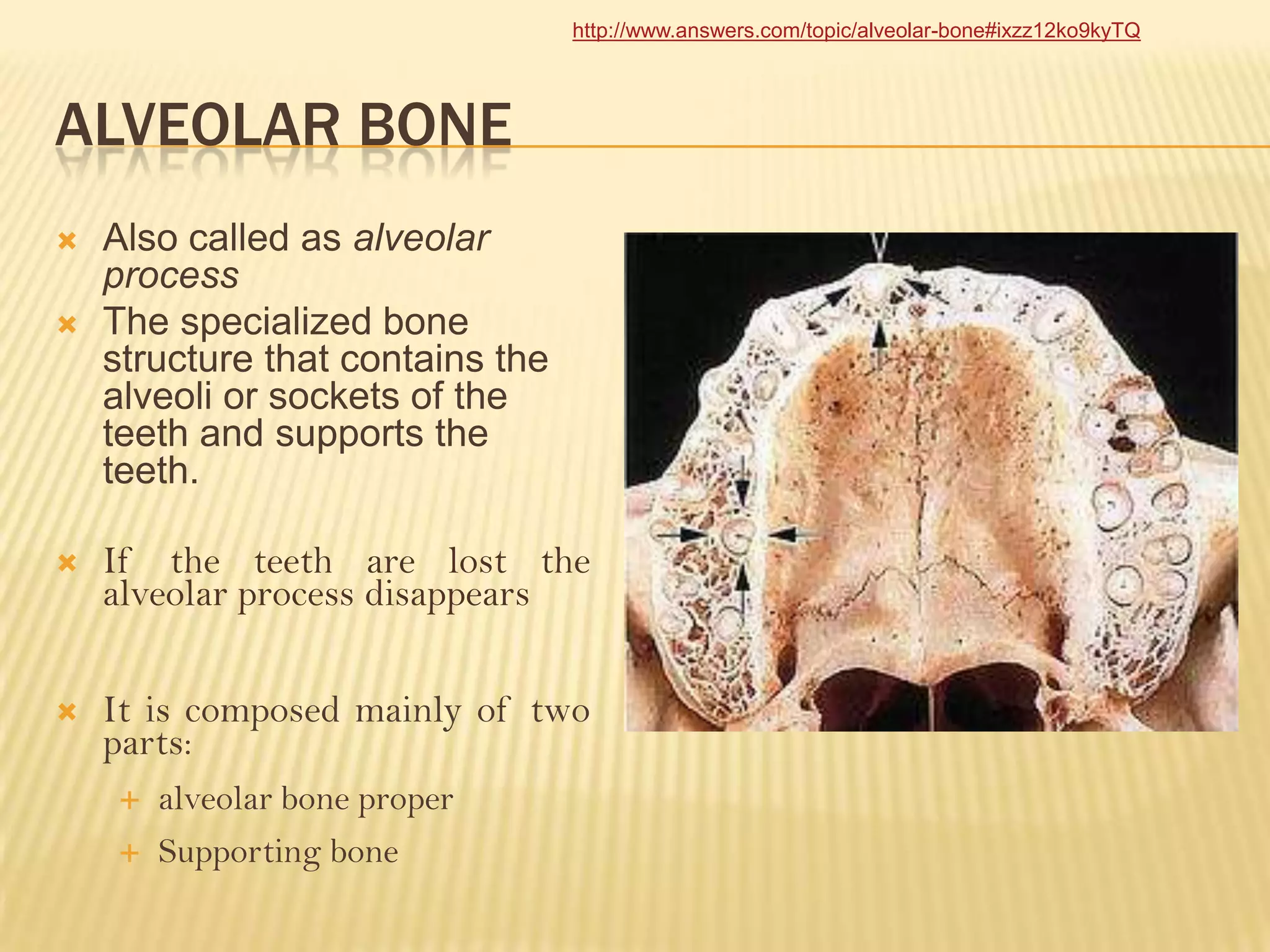 Alveolar Bone | PPTX
