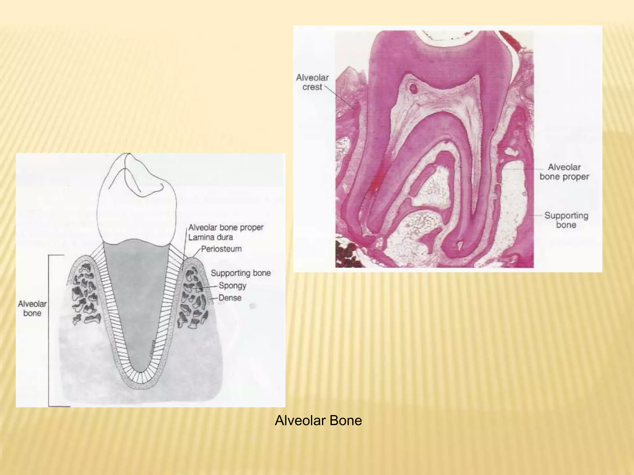Alveolar Bone | PPTX