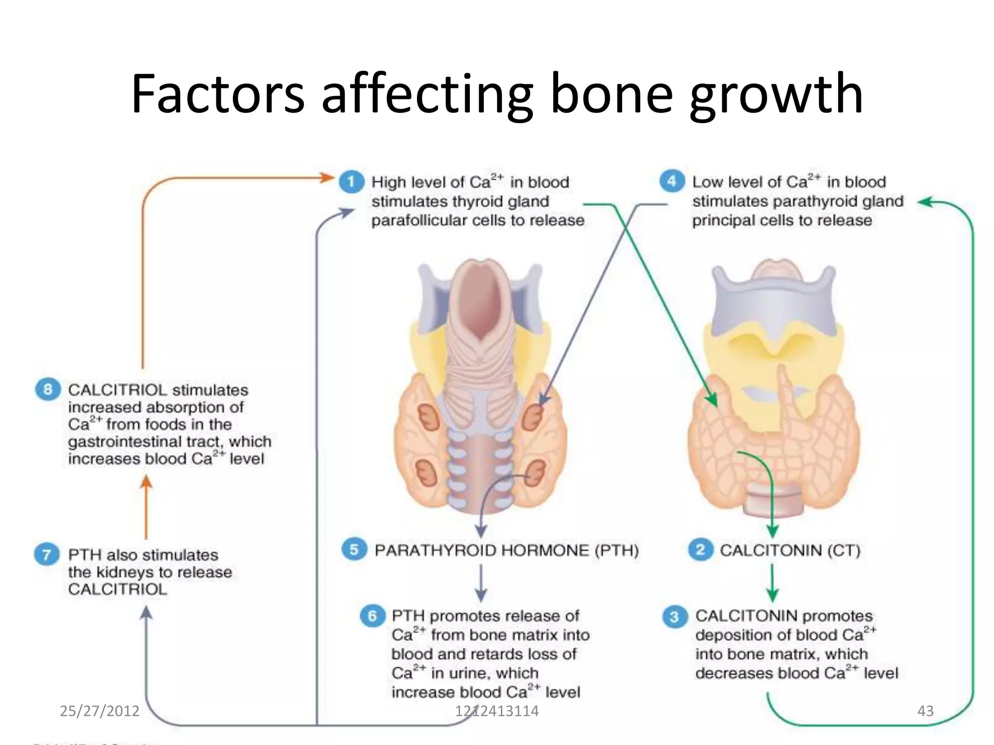 Bone | PPTX
