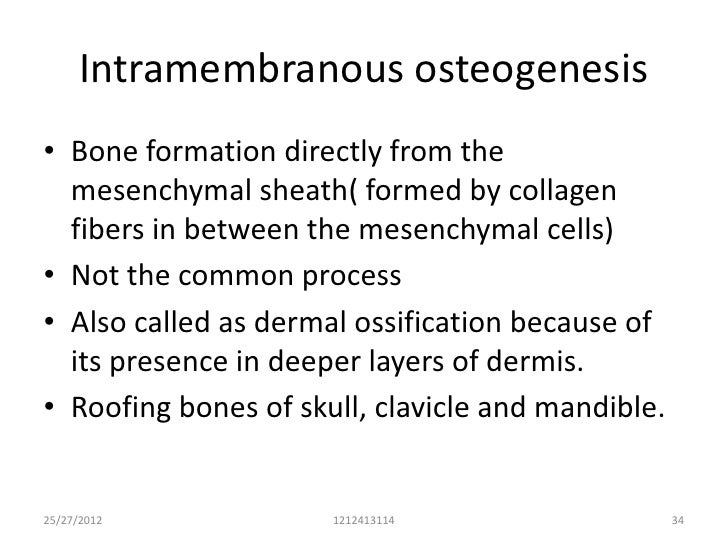 Intramembranous Bone Formation
