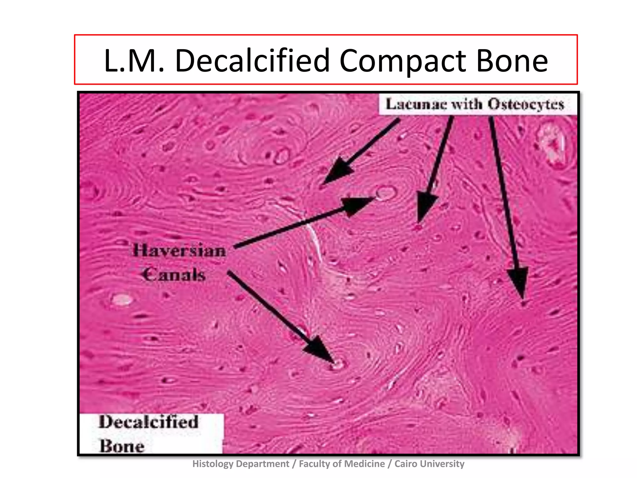 Osteocyte Histology Labeled