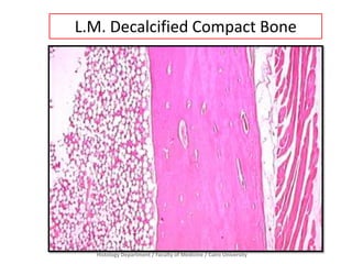 Bone - Prac. Histology | PPTX