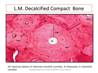 Bone - Prac. Histology | PPTX