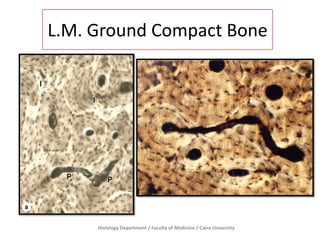Compact Bone Slide