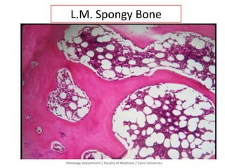 Spongy Bone Under Microscope