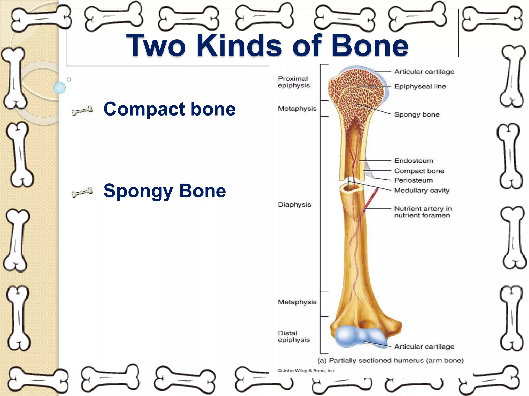 Histology - Specialized Connective Tissues (BONE) | PPTX