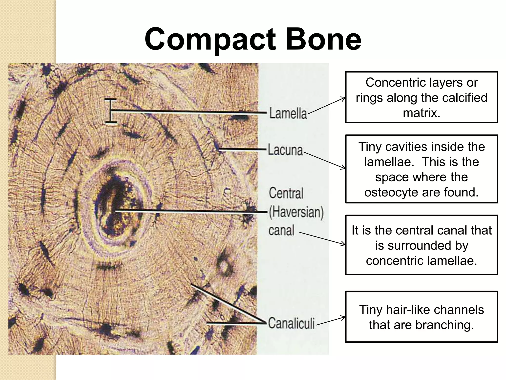 Histology - Specialized Connective Tissues (BONE) | PPTX