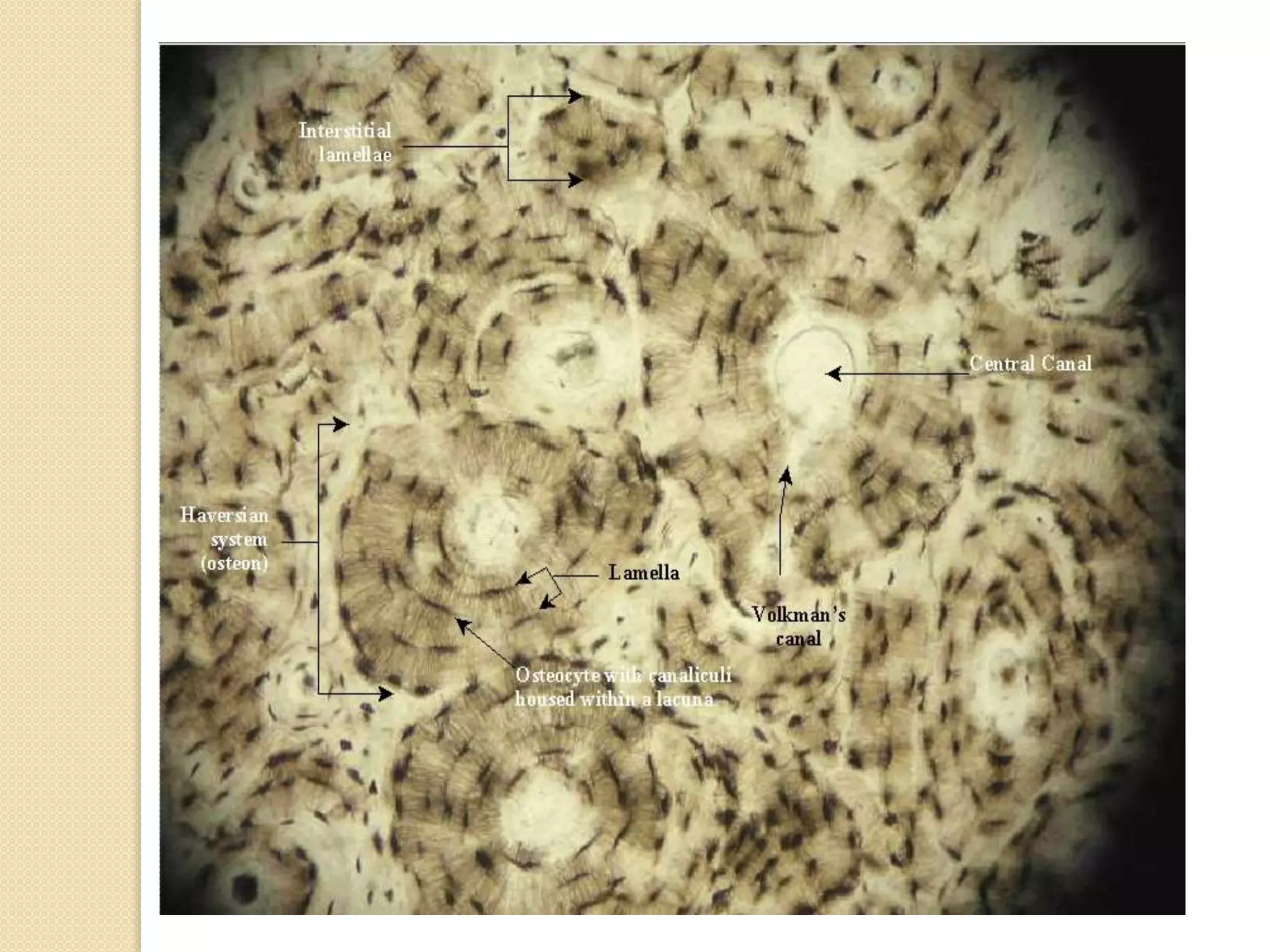 Histology - Specialized Connective Tissues (BONE) | PPTX