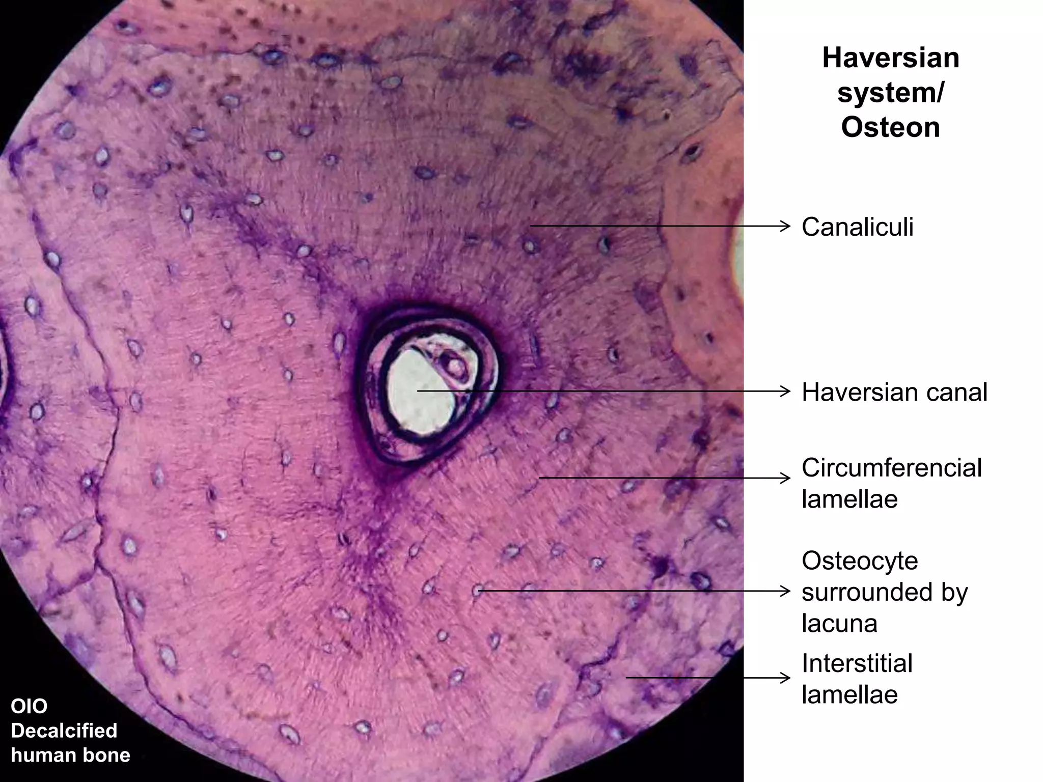 Histology - Specialized Connective Tissues (BONE) | PPTX