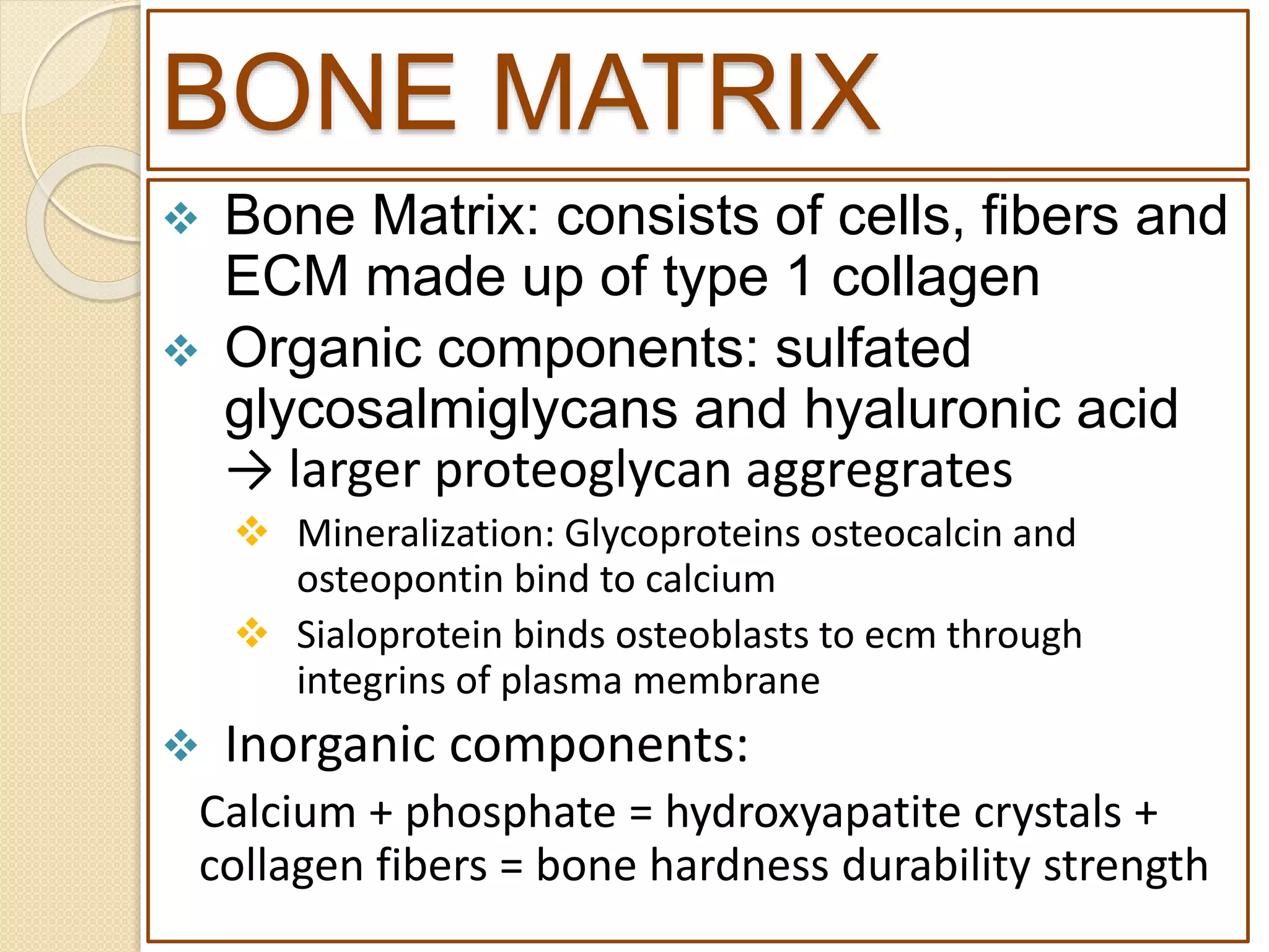 Histology - Specialized Connective Tissues (BONE) | PPTX