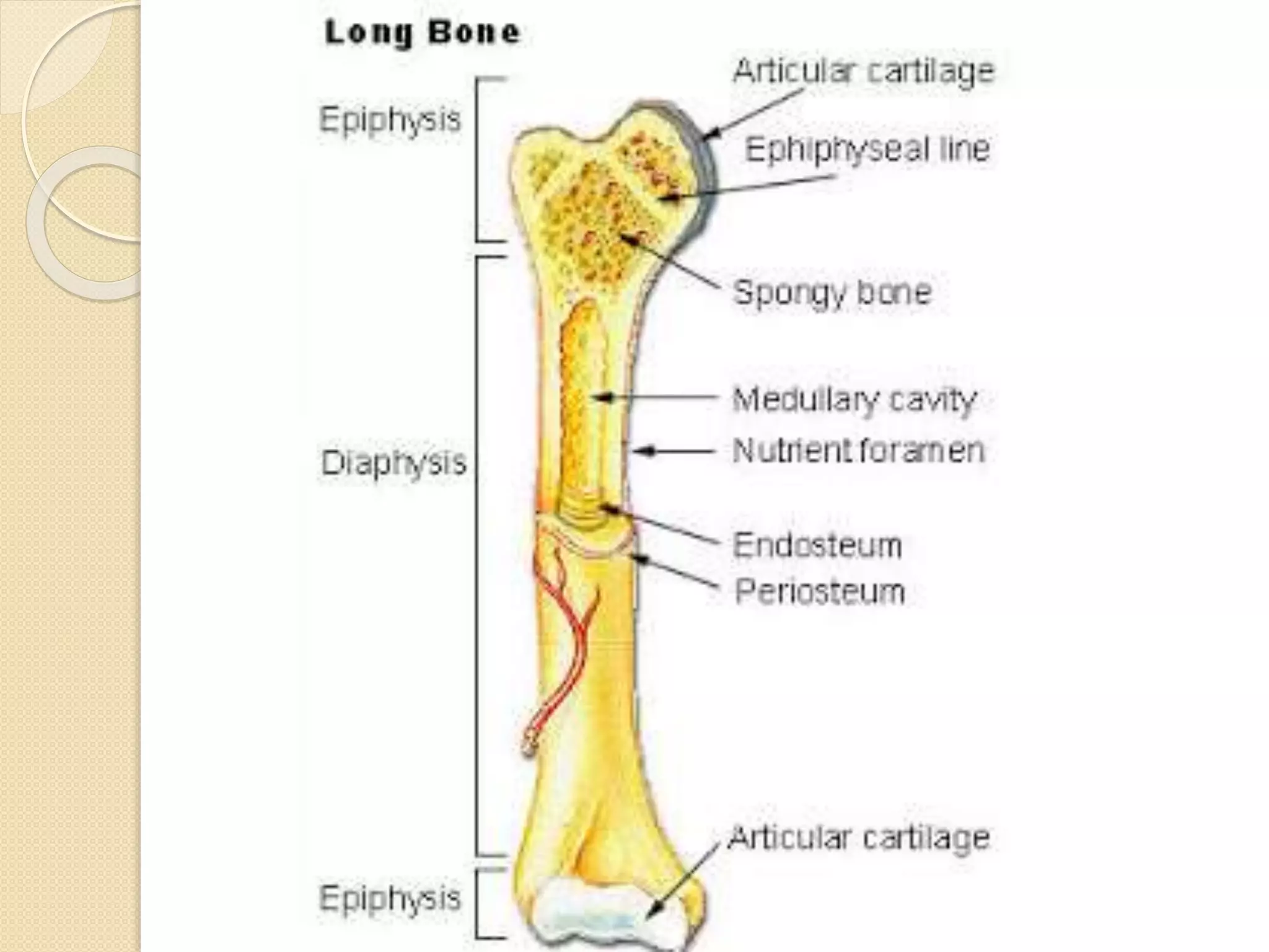 Histology - Specialized Connective Tissues (BONE) | PPTX