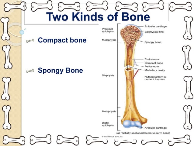 Histology - Specialized Connective Tissues (BONE) | PPTX | Bone and ...