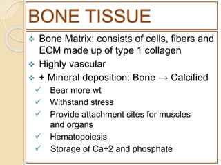 Histology - Specialized Connective Tissues (BONE) | PPTX