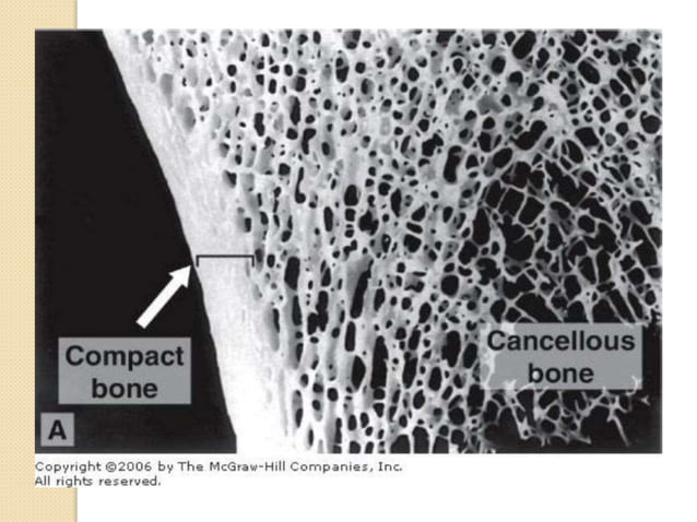 Histology - Specialized Connective Tissues (BONE) | PPTX | Bone and ...