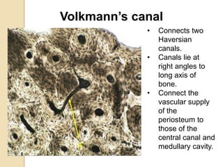 Histology - Specialized Connective Tissues (BONE) | PPTX