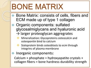 Histology - Specialized Connective Tissues (BONE) | PPTX