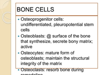 Histology - Specialized Connective Tissues (BONE) | PPTX