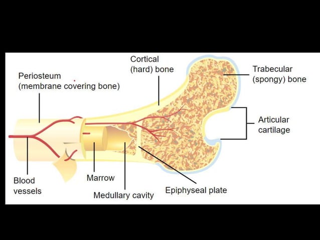 Bone substitutes | PPTX