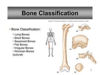 bone.ppt
