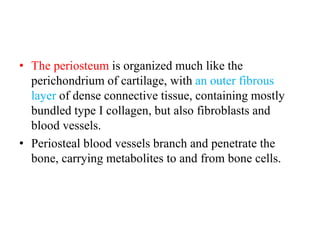 bone.pptx | Bone and Joint Conditions | Diseases and Conditions