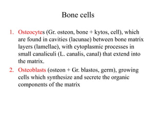 bone.pptx | Bone and Joint Conditions | Diseases and Conditions