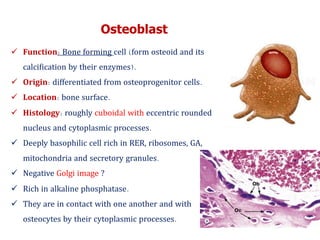 bone full chapter for "oral biology".pdf
