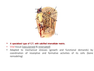 bone full chapter for "oral biology".pdf
