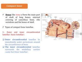 bone full chapter for "oral biology".pdf