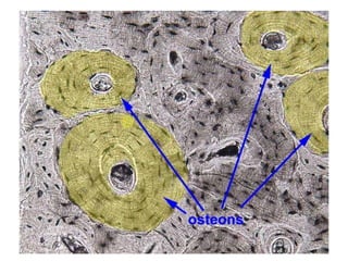 bone full chapter for "oral biology".pdf